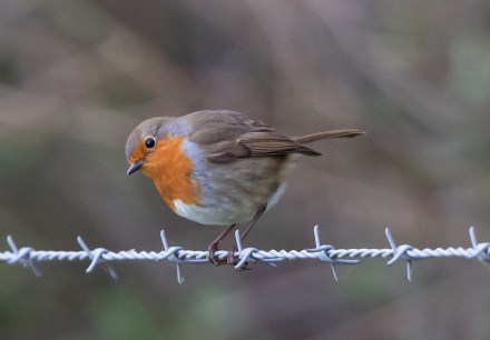 Review: Contrapasso by Alexandra Foessinger | Acacia Publications